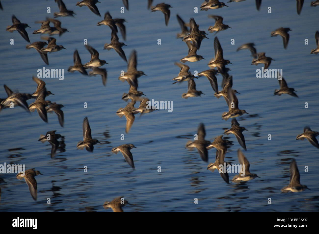Shorebirds in flight, Spring migration Stock Photo - Alamy