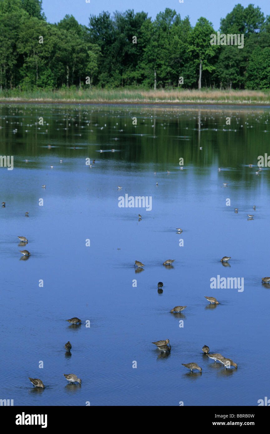 Migrating shorebirds, feed in shallow pond, Spring migration Stock ...