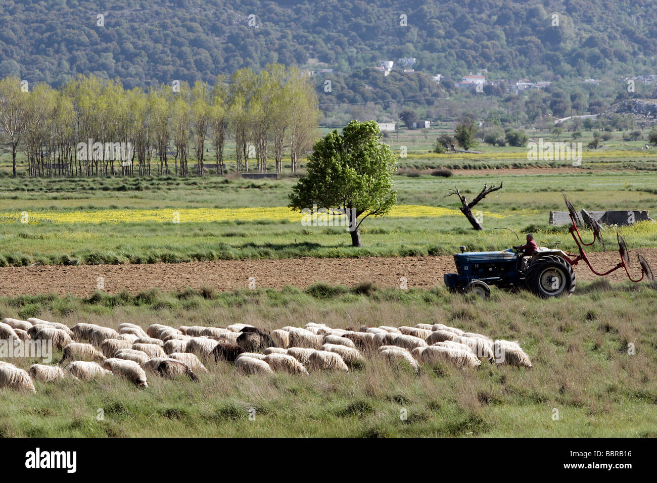 FARMING AND SHEEP BREEDING, LASSITHI PLATEAU, CRETE, GREECE Stock Photo ...