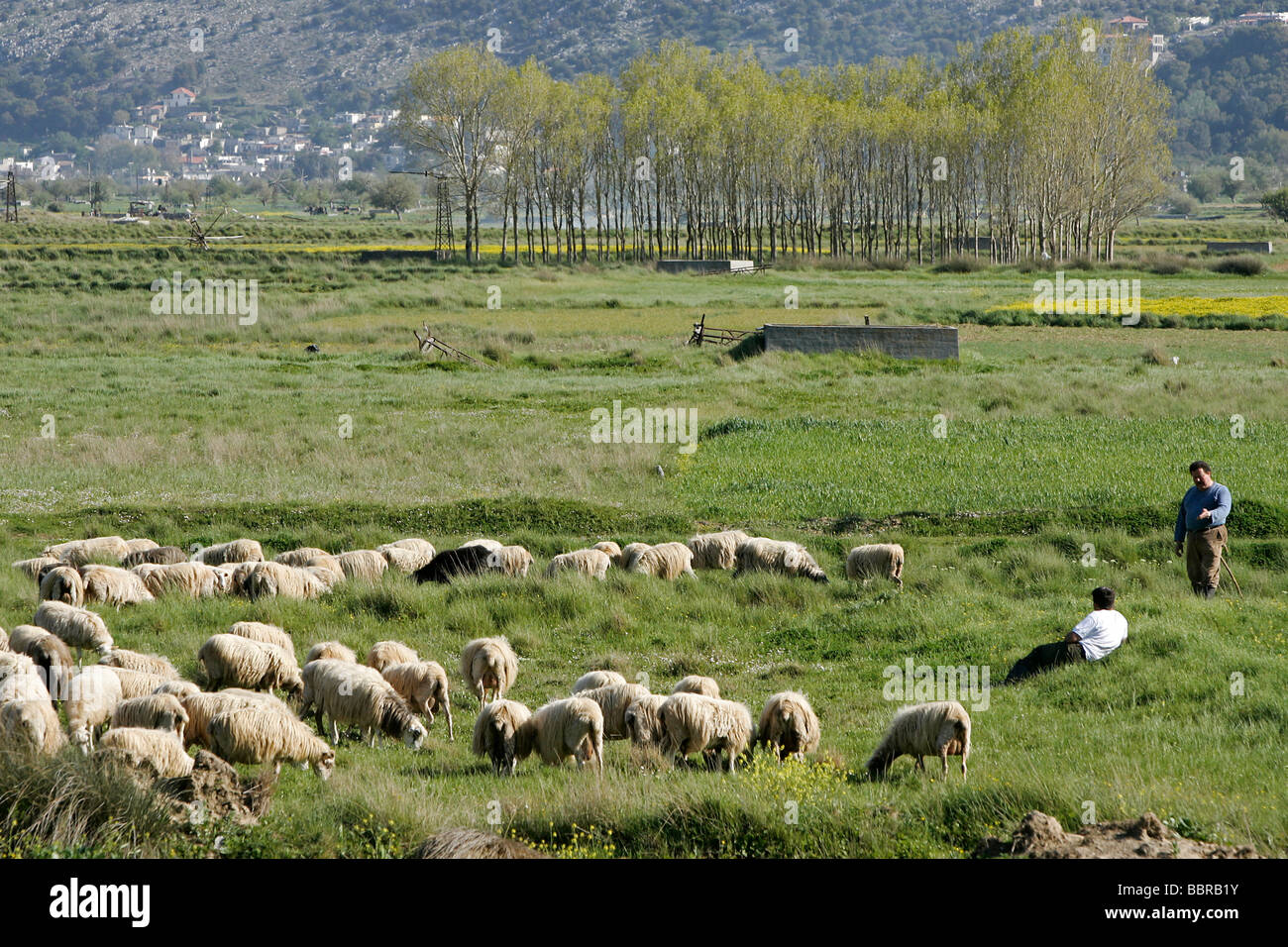 FARMER AND HIS SHEEP, LASSITHI PLATEAU, CRETE, GREECE Stock Photo - Alamy