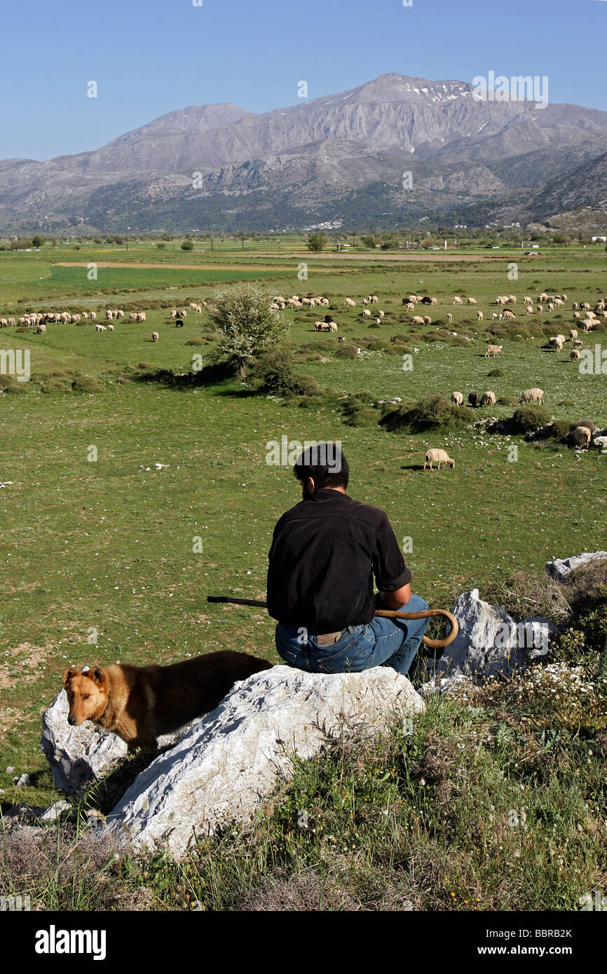 FARMER AND HIS SHEEP, LASSITHI PLATEAU, CRETE, GREECE Stock Photo - Alamy
