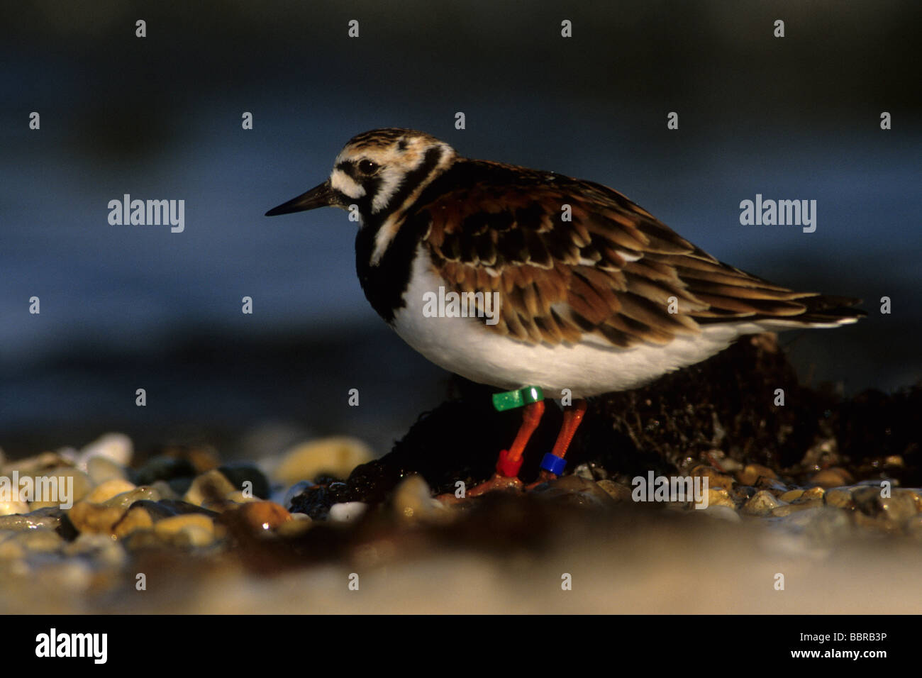 Ruddy turnstone (Arenaria interpres) with leg band, Spring migration ...