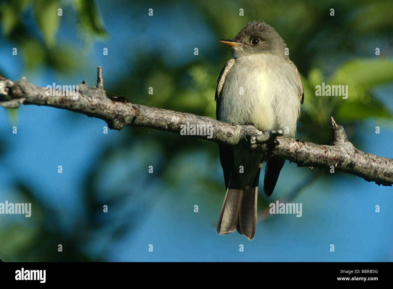 Baby Willow Flycatcher