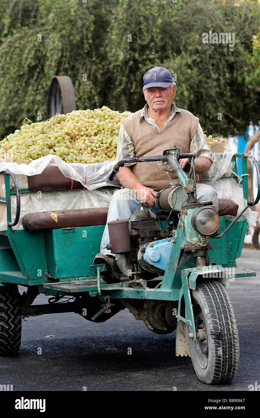 GRAPE HARVEST IN PEZA, REGION OF ARCHANES, CRETE, GREECE Stock Photo ...