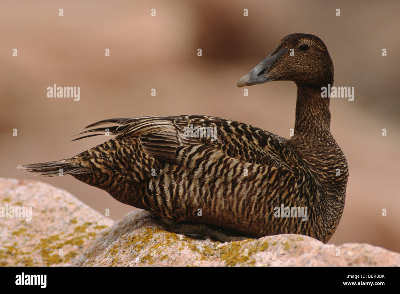 Female common eider duck (Somateria mollisima Stock Photo - Alamy