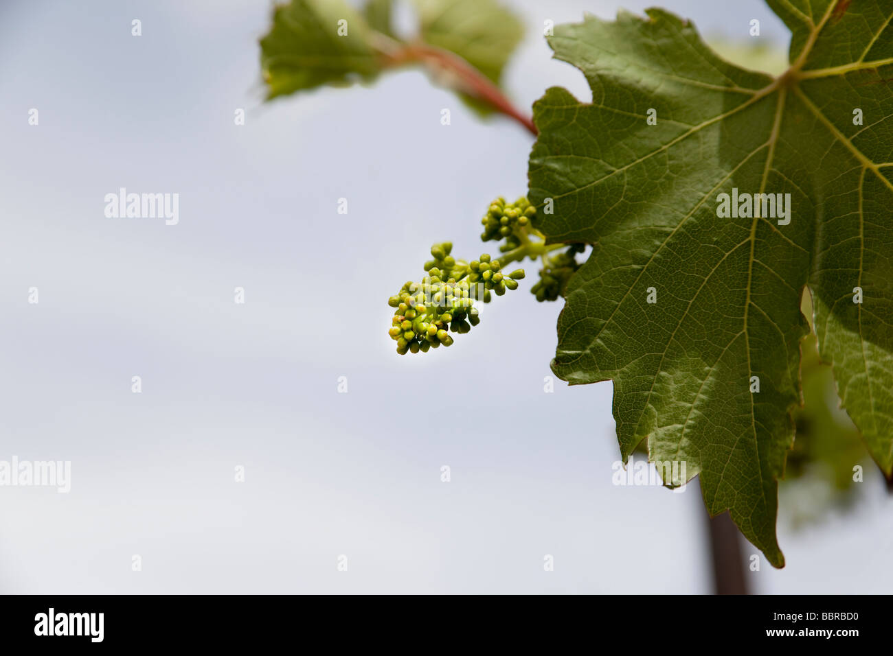 Immature grapes hi-res stock photography and images - Alamy
