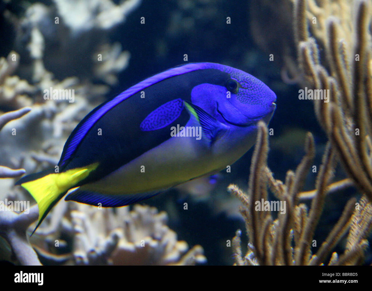 Regal Tang, Paracanthurus hepatus, Acanthuridae, Perciformes. Indian ...