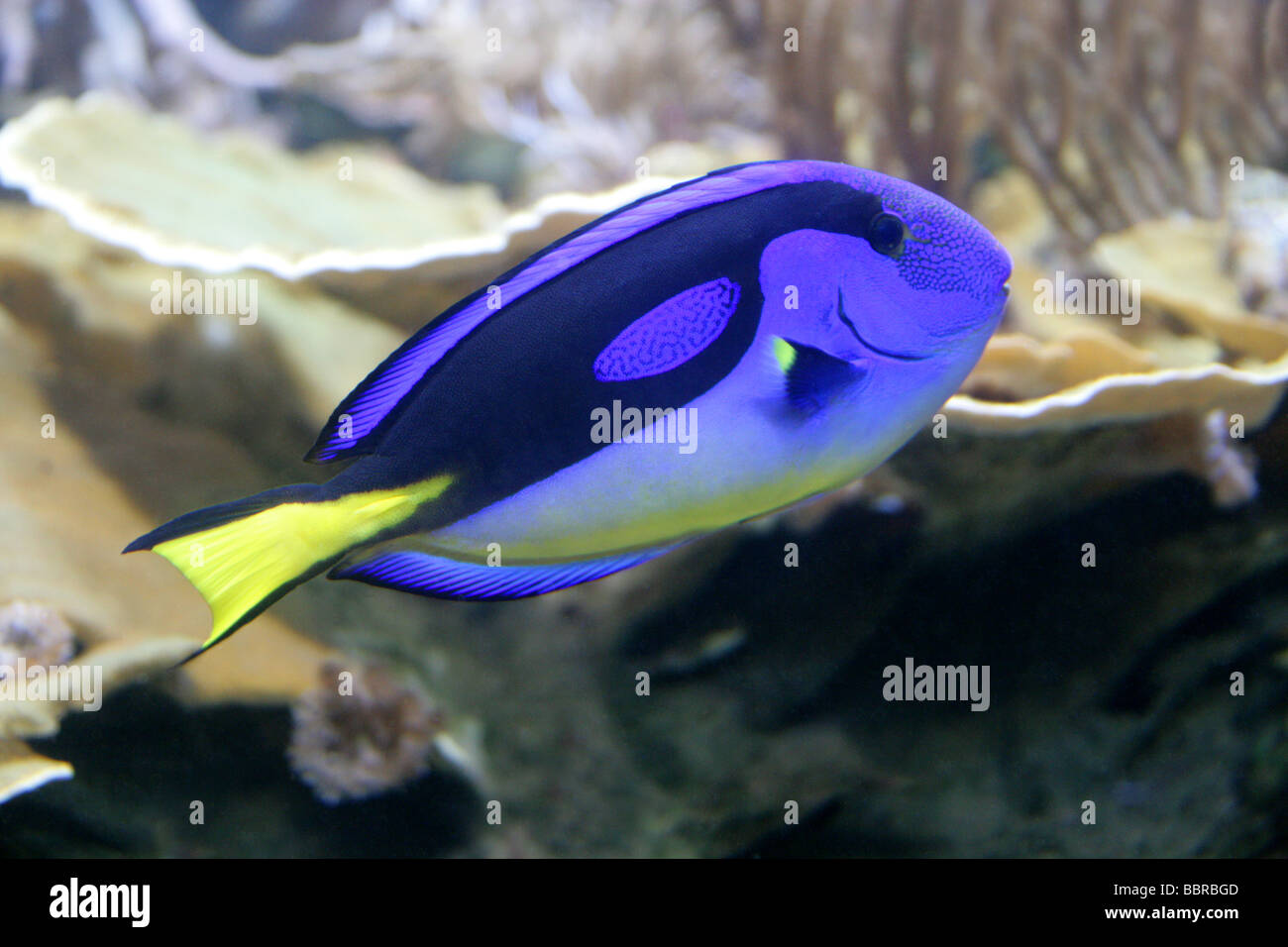 Regal Tang, Paracanthurus hepatus, Acanthuridae, Perciformes. Indian ...