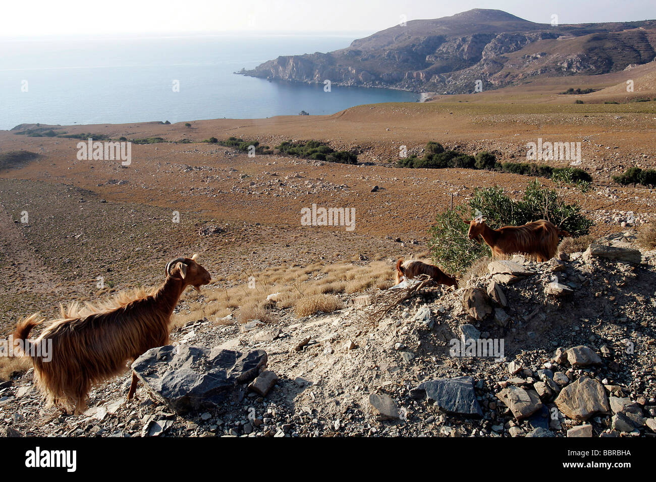 CRI-CRI GOAT ON THE SFINARI BAY, CRETE, GREECE Stock Photo - Alamy