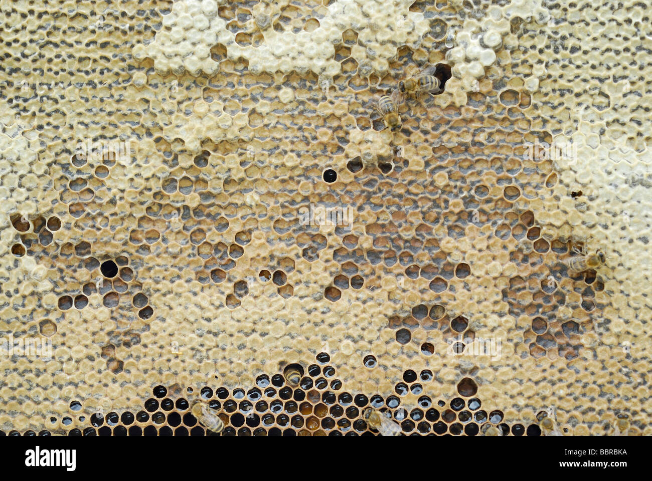 Concentrated nectar in sealed honey cells, some of them are partially ...