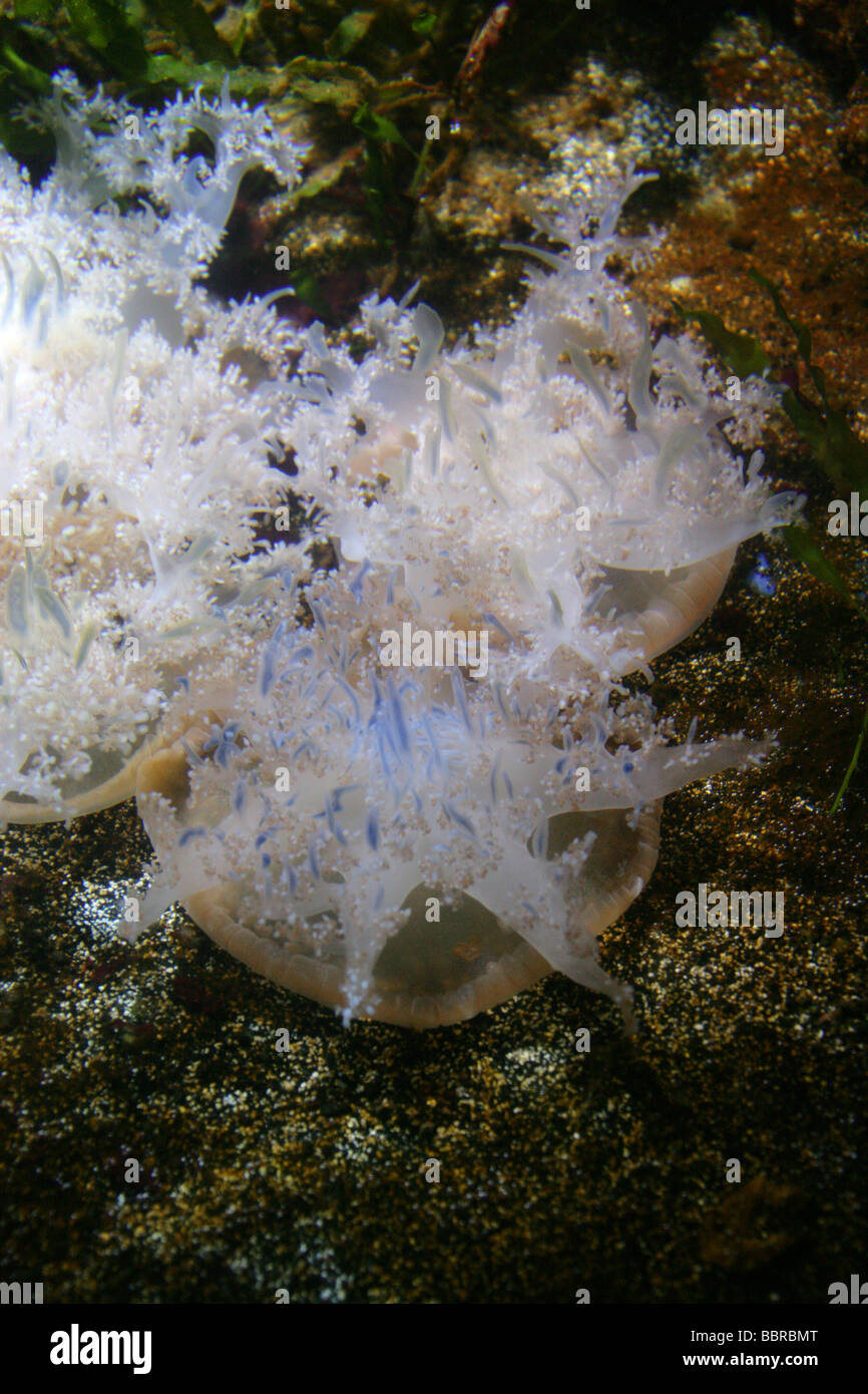 Upside Down Jellyfish, Cassiopea xamachana, Rhizostomeae, Cassiopeidae ...