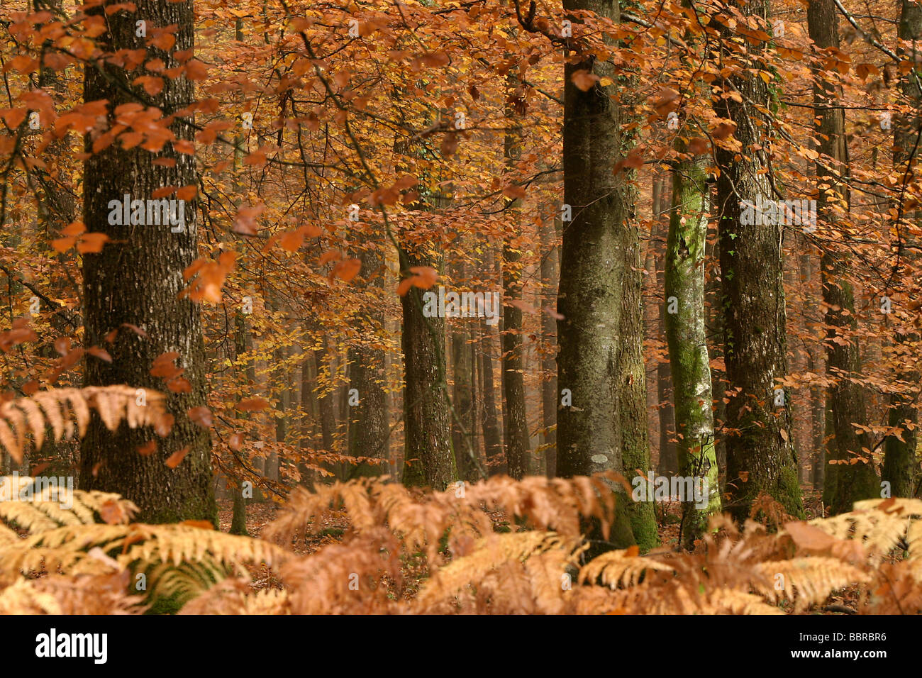 Perche normandy france autumn hi-res stock photography and images - Alamy