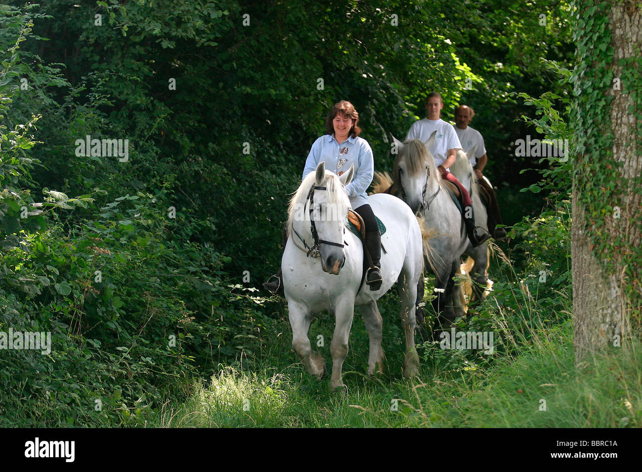 Orne percheron horse hi-res stock photography and images - Alamy