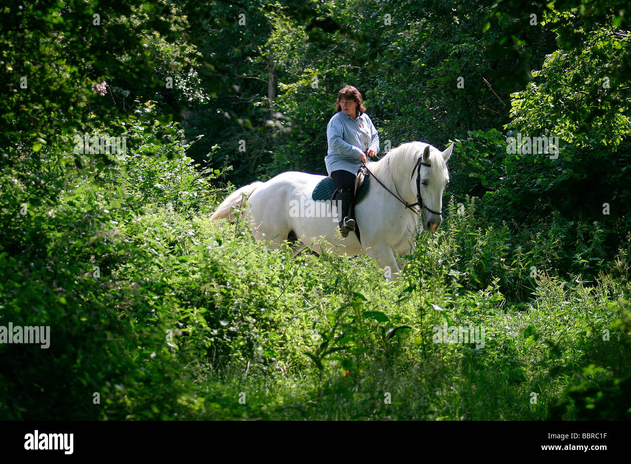 Ride on percheron horse nature hi-res stock photography and images - Alamy