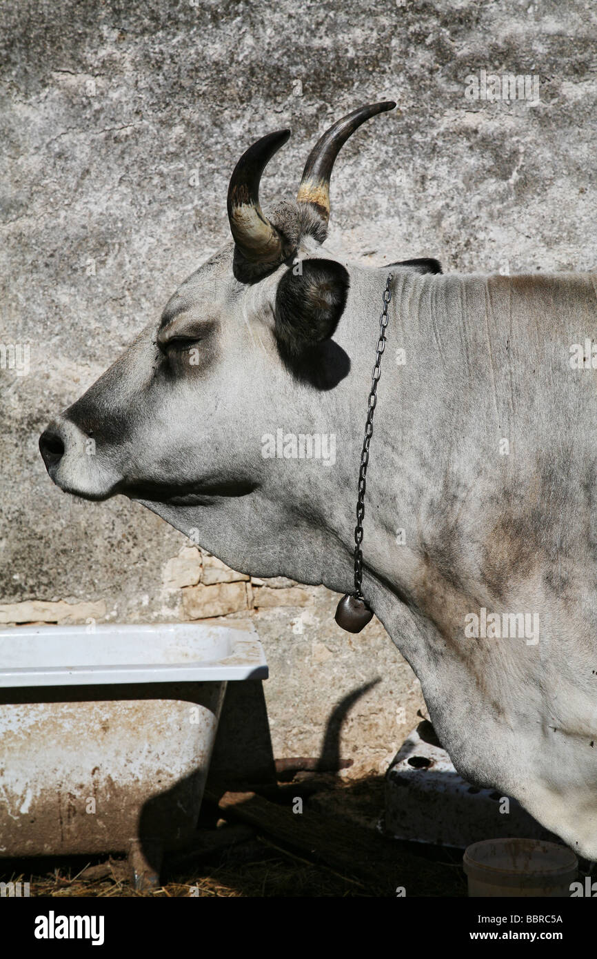 Boskarin hi-res stock photography and images - Alamy