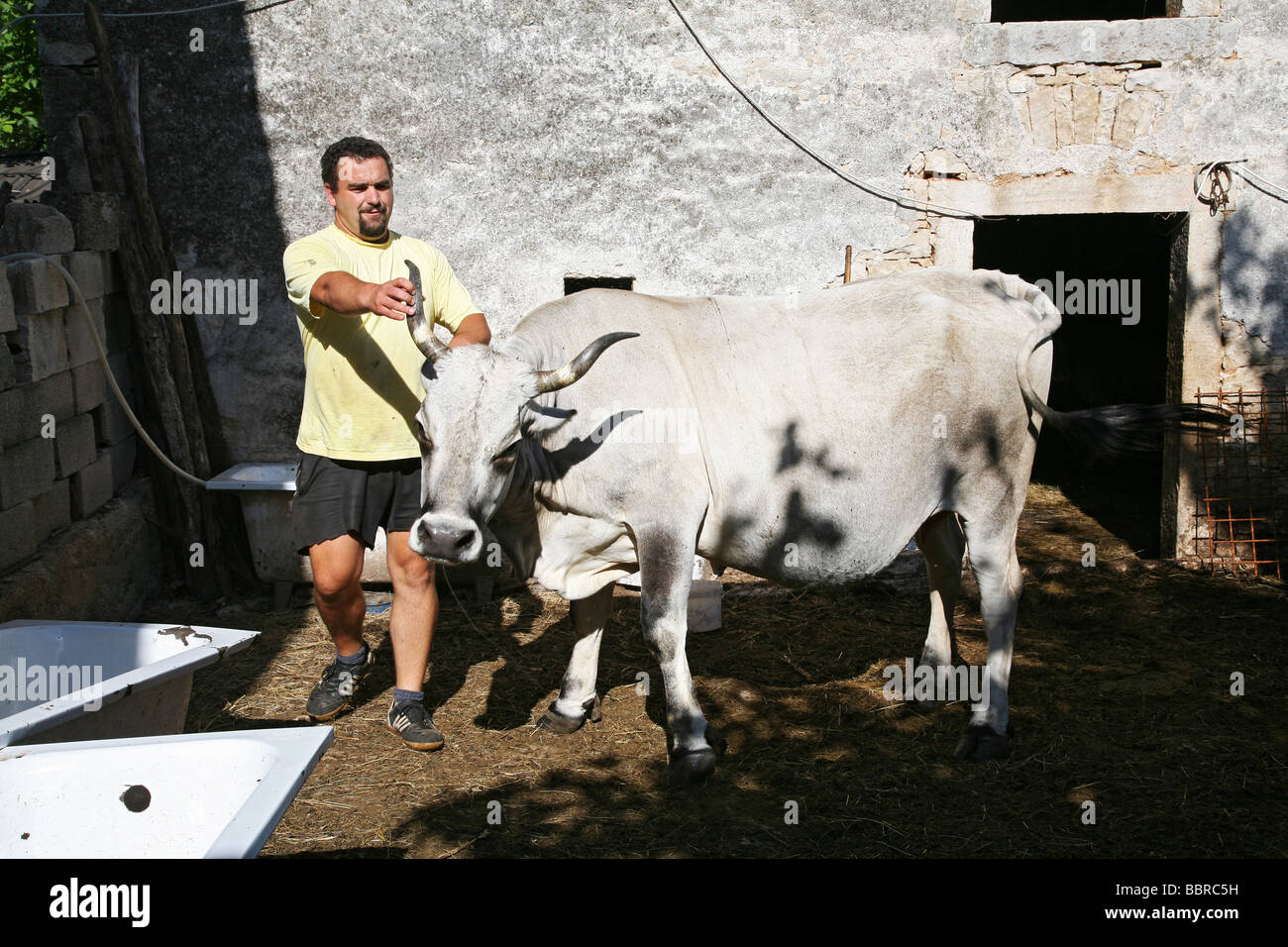 Beef breeder hi-res stock photography and images - Alamy