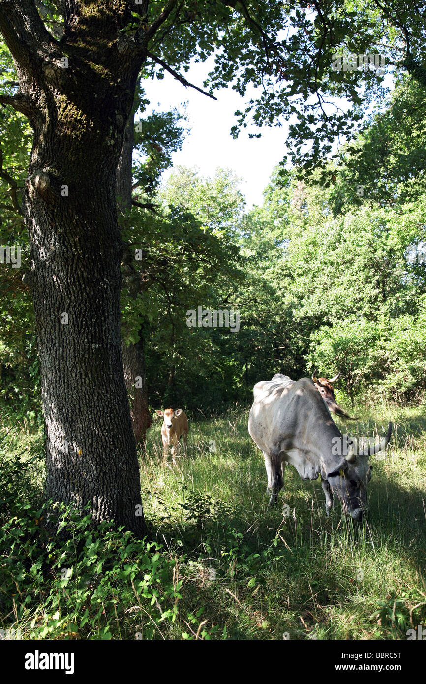 Boskarin hi-res stock photography and images - Alamy