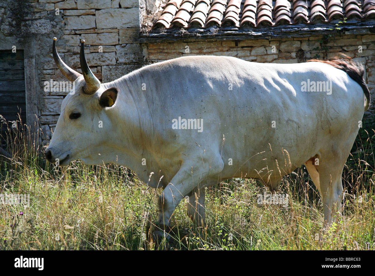 Boskarin hi-res stock photography and images - Alamy