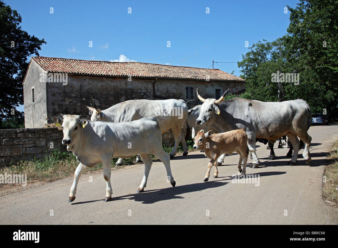 COWS AND CALVES ON A ROAD, ISTRIAN OX, BOSKARIN COW, KANFANAR, ISTRIA ...