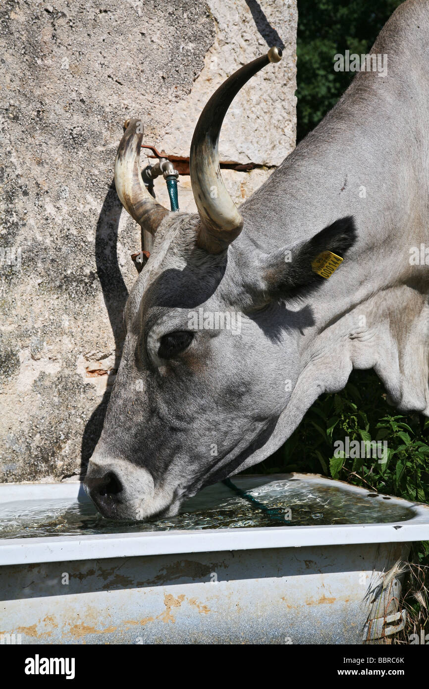 Boskarin hi-res stock photography and images - Alamy