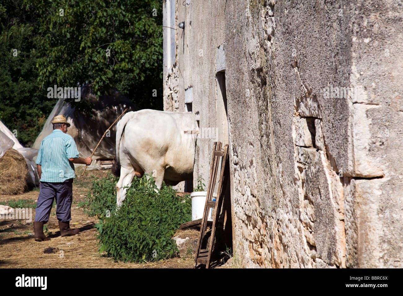 ISTRIAN OX, BREEDER OF BOSKARIN COWS, KANFANAR, ISTRIA, CROATIA Stock ...