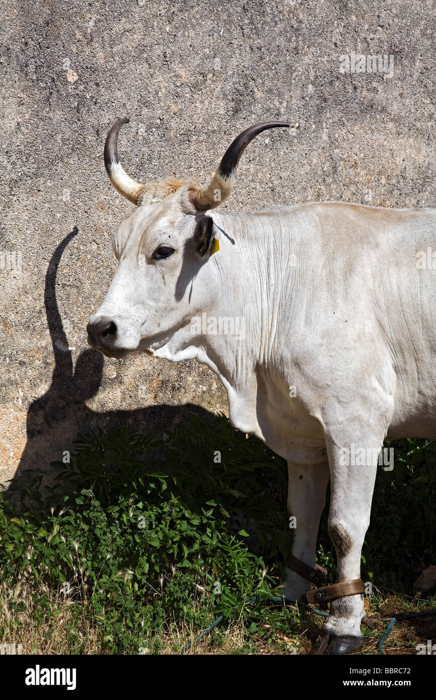 Boskarin hi-res stock photography and images - Alamy