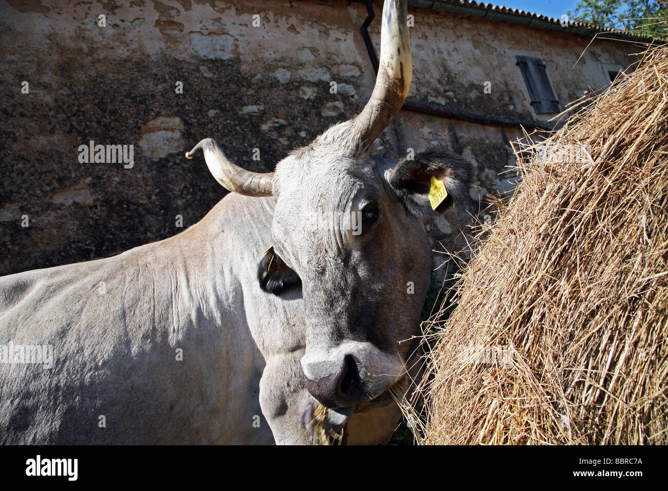 Boskarin High Resolution Stock Photography and Images - Alamy