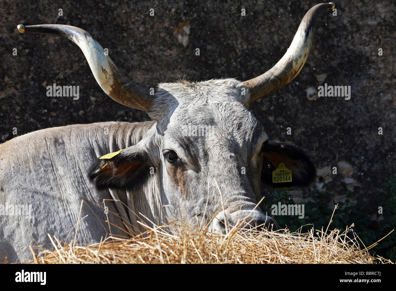 Boskarin hi-res stock photography and images - Alamy