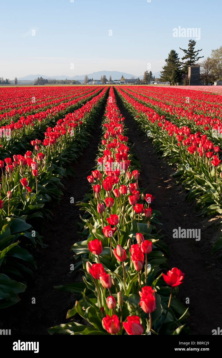 Red tulip fields near Mount Vernon Washington State USA Stock Photo - Alamy