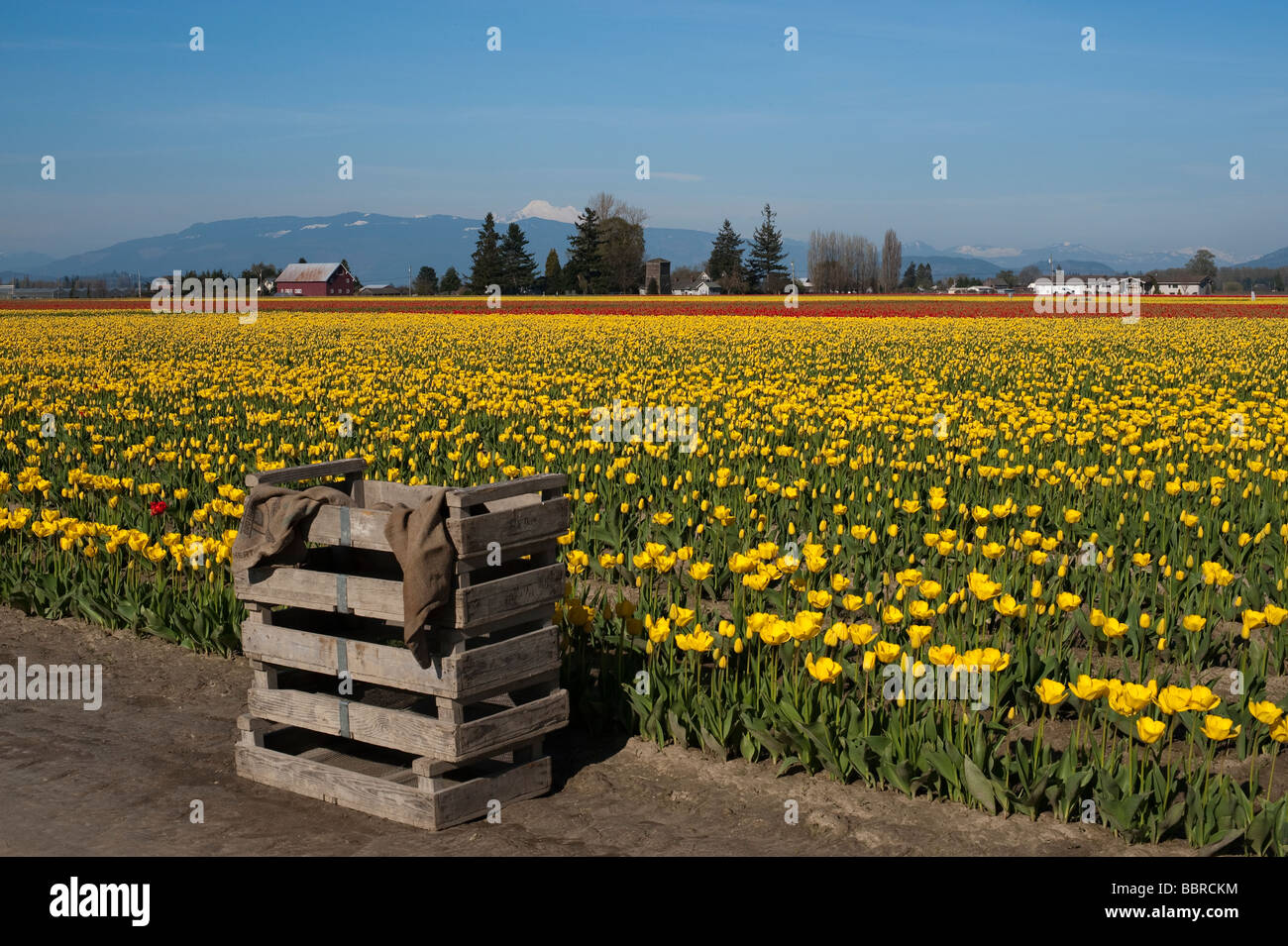 Yellow tulip fields near Mount Vernon Washington State USA Stock Photo ...