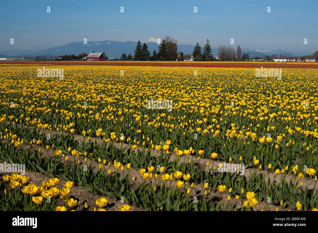 Yellow tulip field near Mount Vernon Washington State USA Stock Photo ...