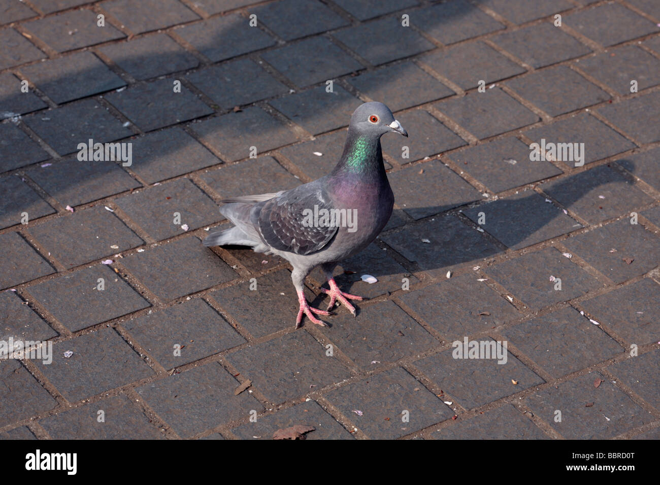 A pingeon on dark tiled ground Stock Photo - Alamy