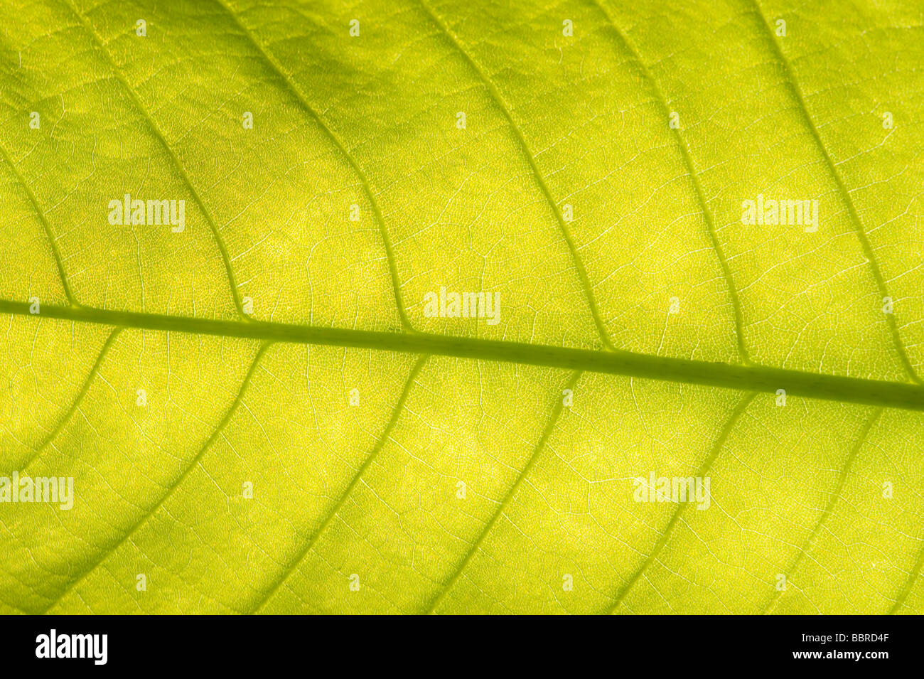 Underside of large green leaf backlit with veins patterns showing Stock ...