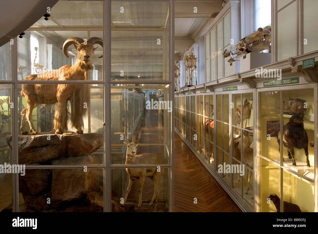 BARBARY SHEEP, HALL OF MAMMALS, MUSEUM OF NATURAL HISTORY IN ROUEN ...
