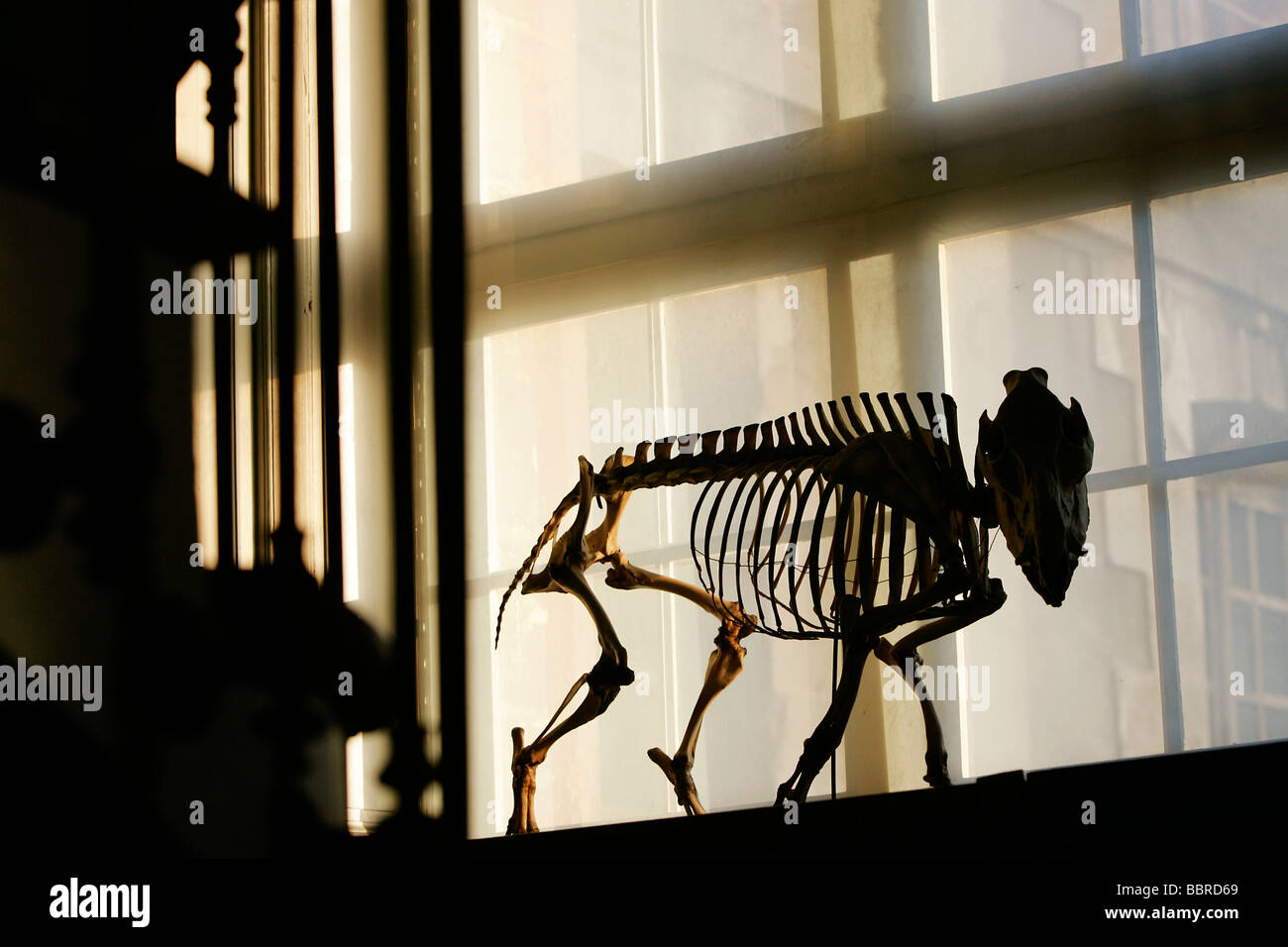 SKELETON OF A WILD BOAR, HALL OF MAMMALS, MUSEUM OF NATURAL HISTORY IN ...