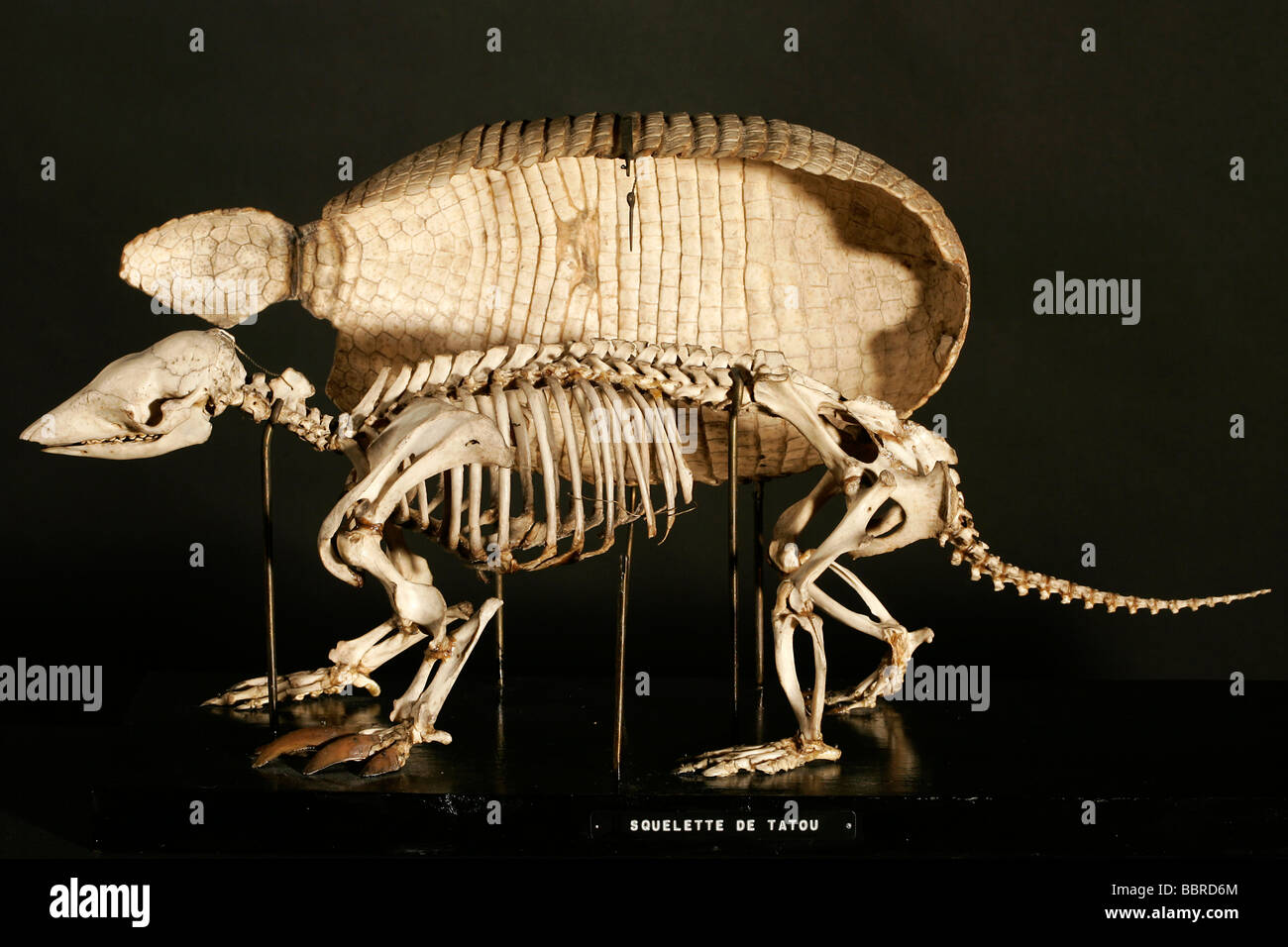 Armadillo Skeleton Diagram