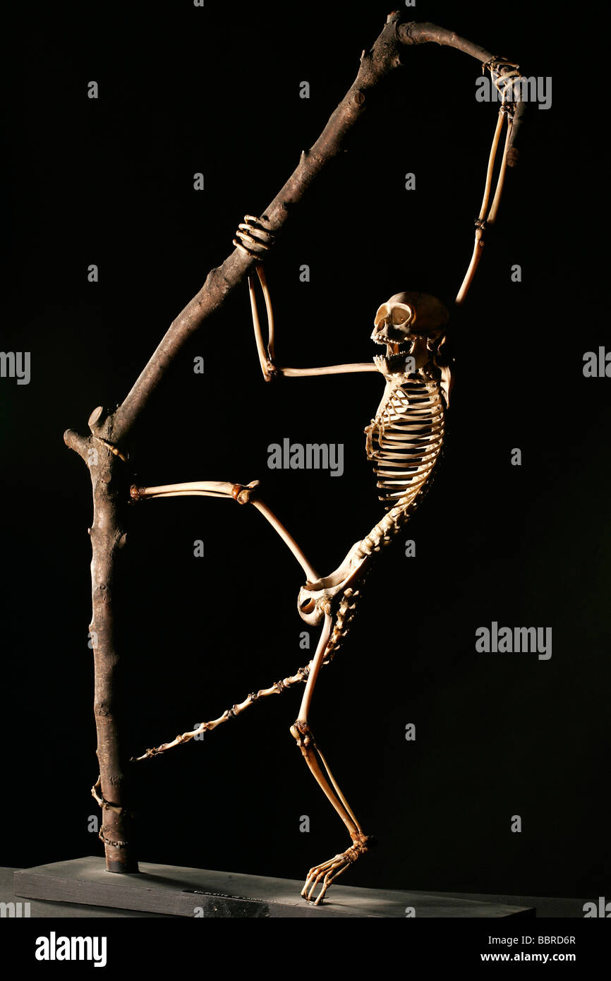 SKELETON OF A WOOLY MONKEY, MUSEUM OF NATURAL HISTORY IN ROUEN, SEINE ...