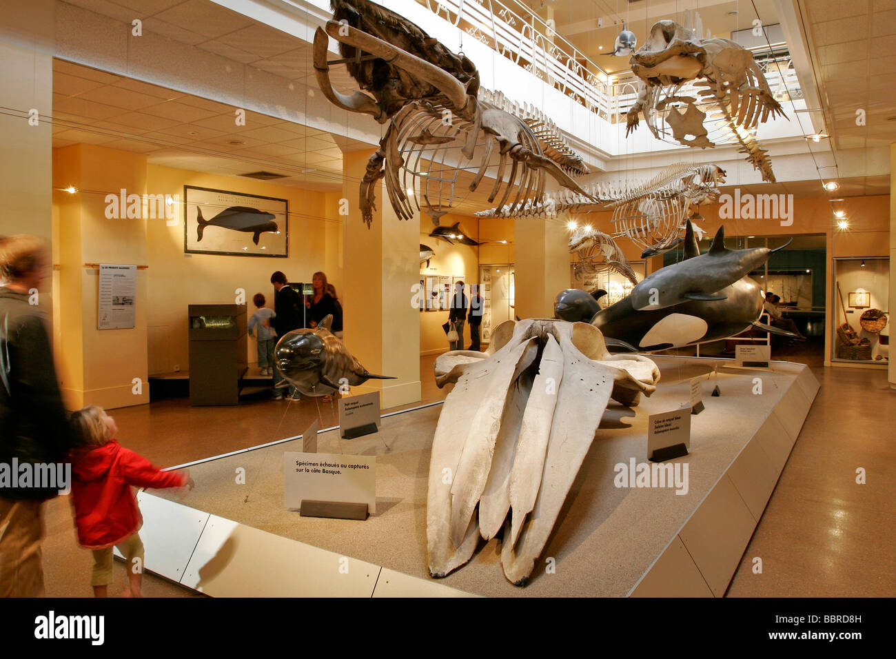 THE CETACEAN GALLERY, BIARRITZ MUSEUM OF THE SEA, BASQUE COUNTRY ...