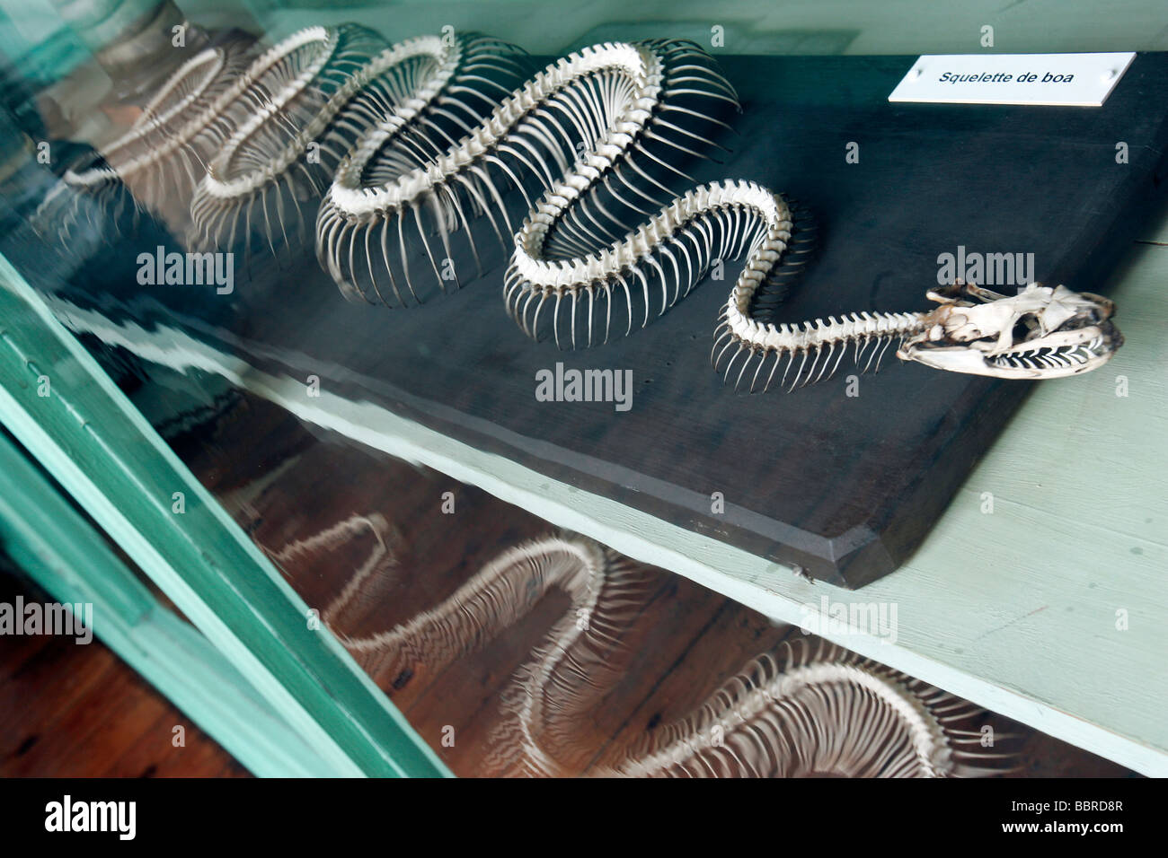 SNAKE SKELETONS (BOA AND PYTHON), HALL OF FISH, MUSEUM OF NATURAL ...