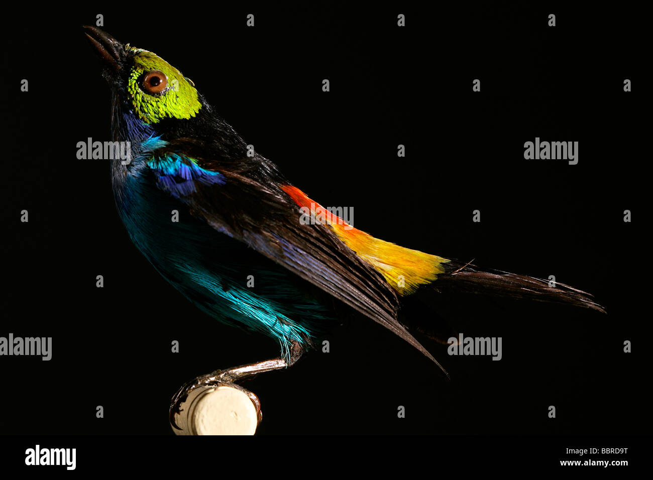 Paradise tanager hi-res stock photography and images - Alamy