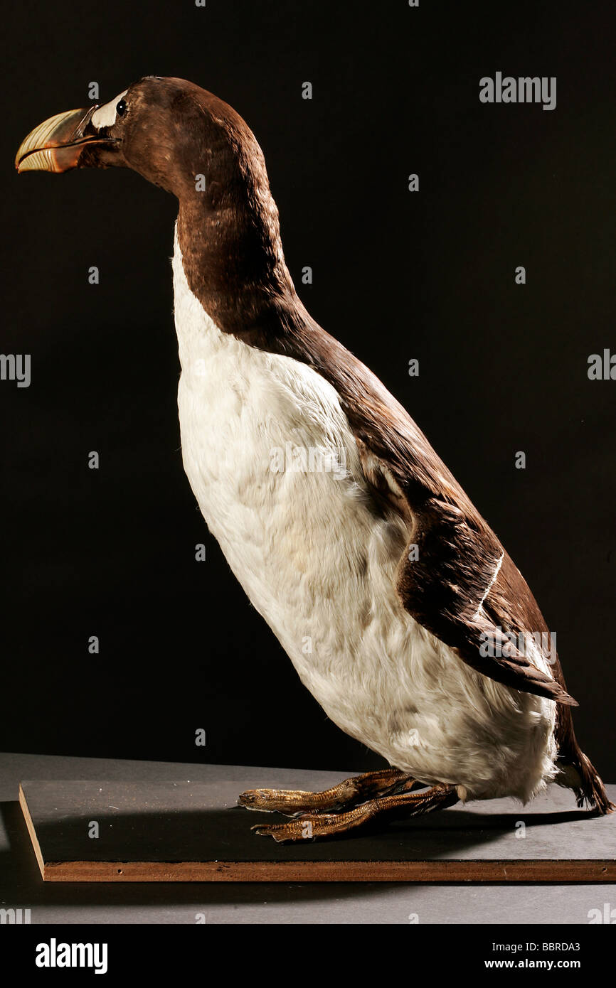 GREAT AUK, PENGUIN, EXTINCT SPECIES, MUSEUM OF NATURAL HISTORY IN ROUEN ...