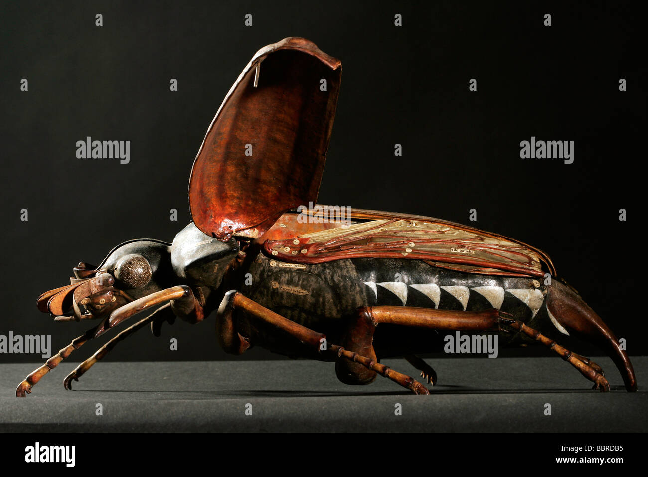 EDUCATIONAL MODEL OF A MAY BUG, MUSEUM OF NATURAL HISTORY IN ROUEN ...