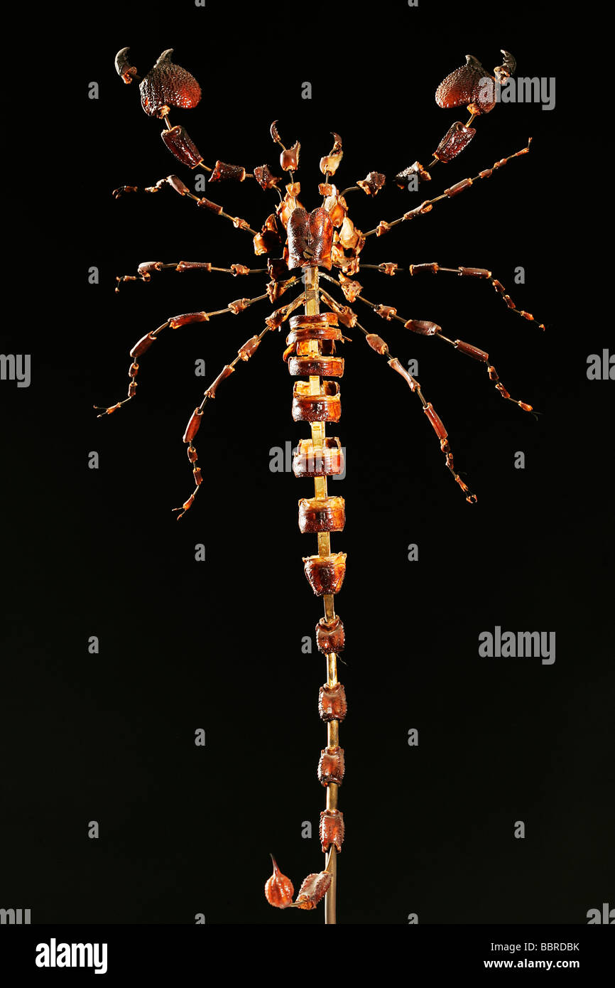 ARTICULATED SCORPION, VENTRAL SIDE, MUSEUM OF NATURAL HISTORY IN ROUEN ...