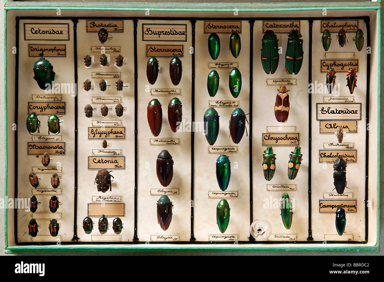 CASE OF INSECTS, BUPRESTES FAMILY, MUSEUM OF NATURAL HISTORY IN ROUEN ...