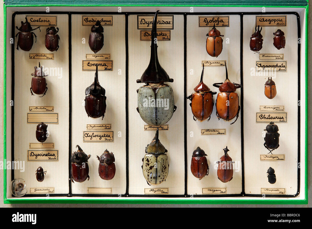 CASE OF INSECTS, LARGE COLEOPTERA FROM THE AMERICAS, MUSEUM OF NATURAL ...