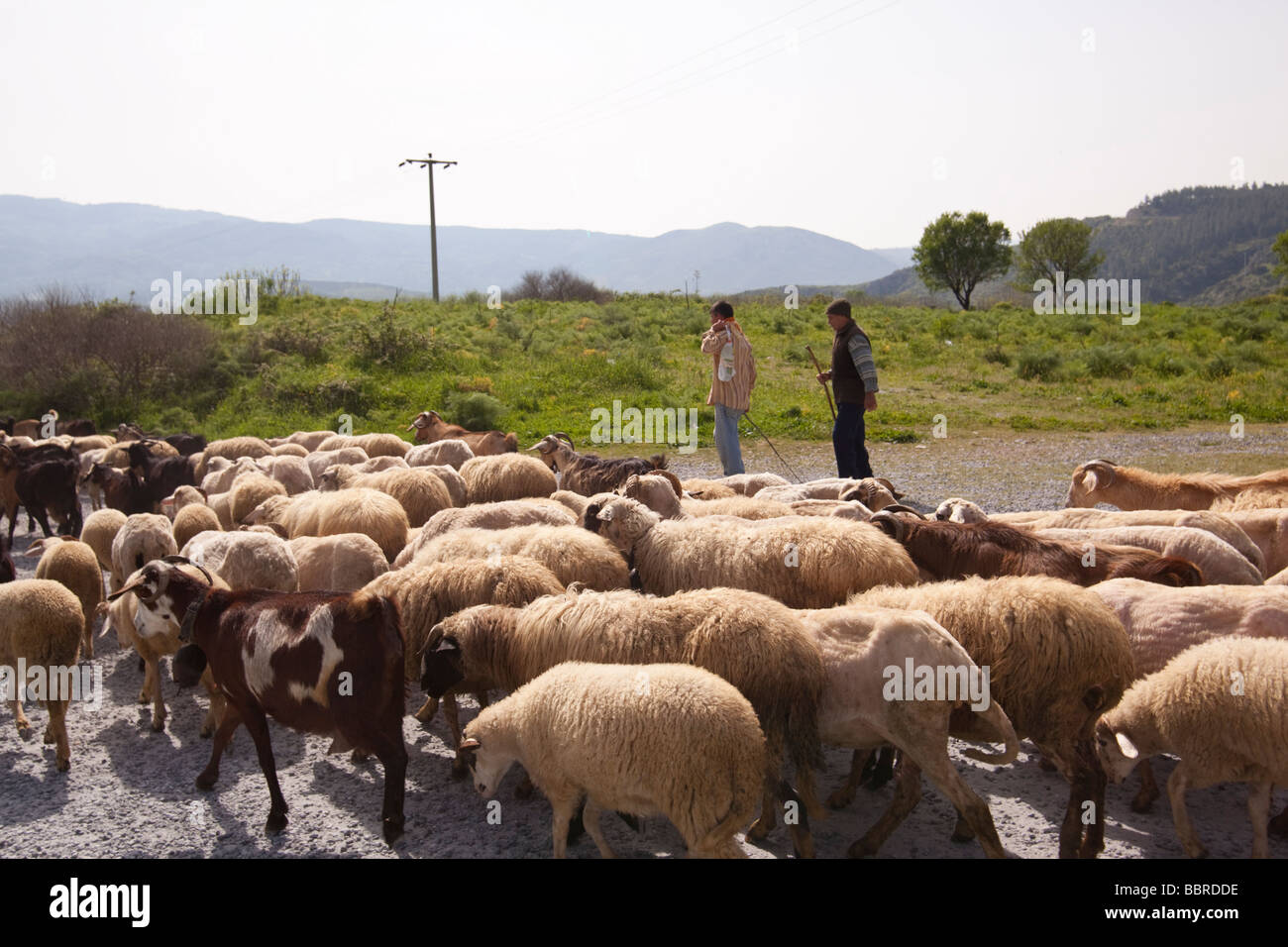 Sheep goats and shepherds with their flock in Ephesus Turkey Stock ...