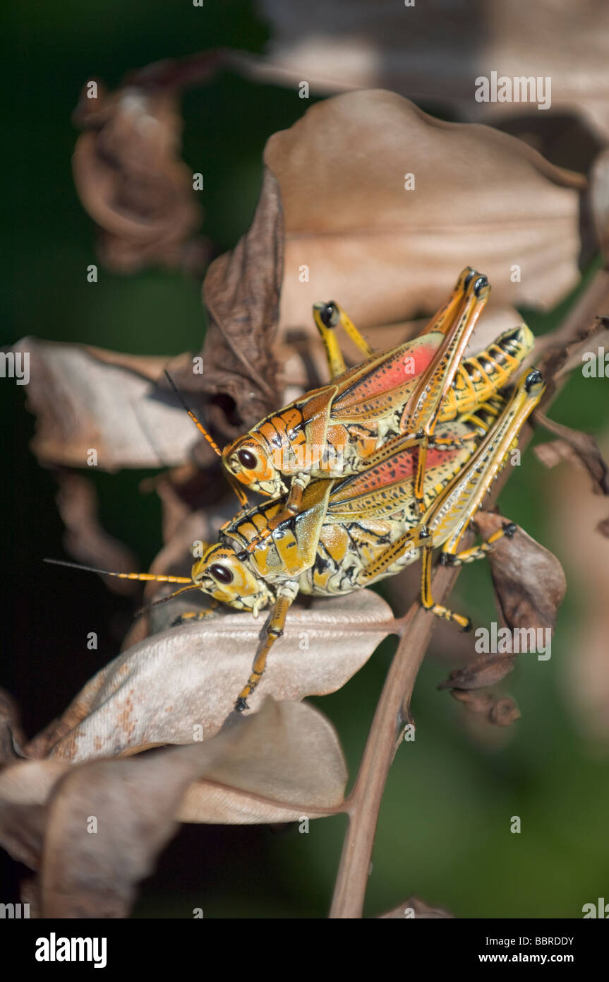 Southeastern Lubber Grasshoppers Mating Stock Photo - Alamy