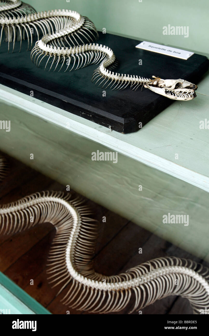 SNAKE SKELETONS (BOA AND PYTHON), HALL OF FISH, MUSEUM OF NATURAL ...