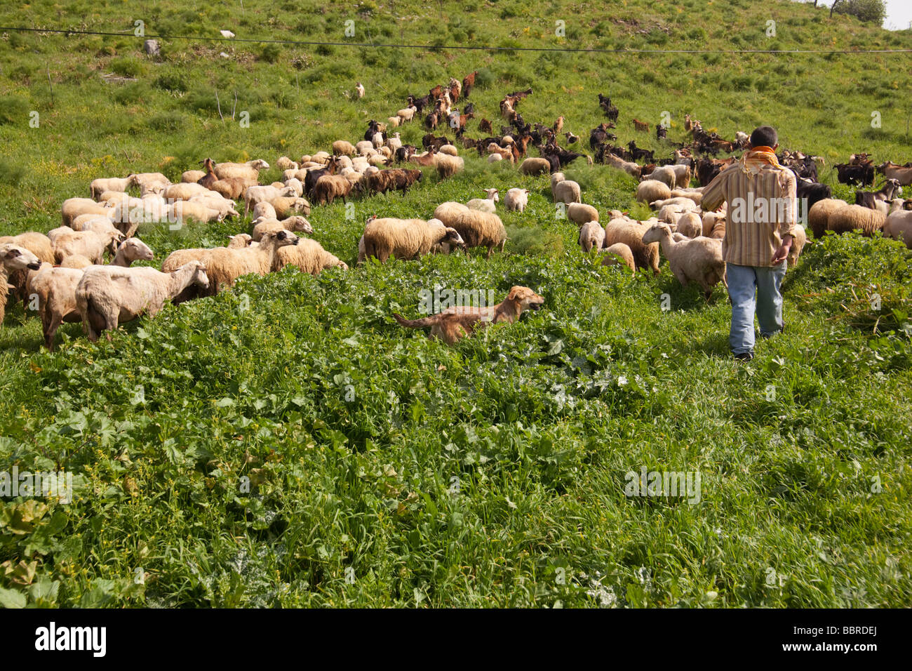 Sheep goats and shepherds with their flock in Ephesus Turkey Stock ...