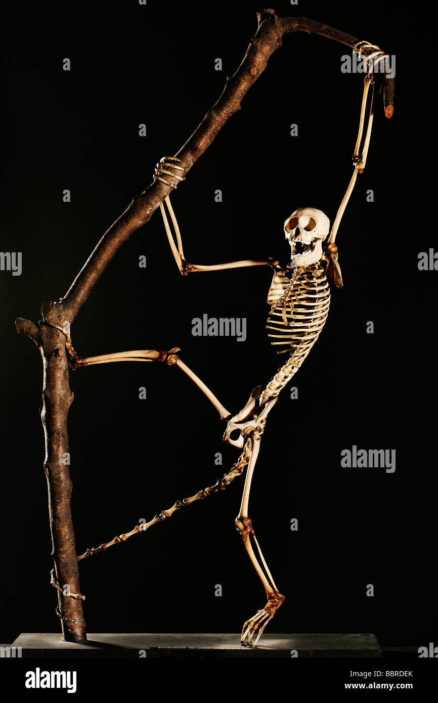Monkey skeleton hi-res stock photography and images - Alamy